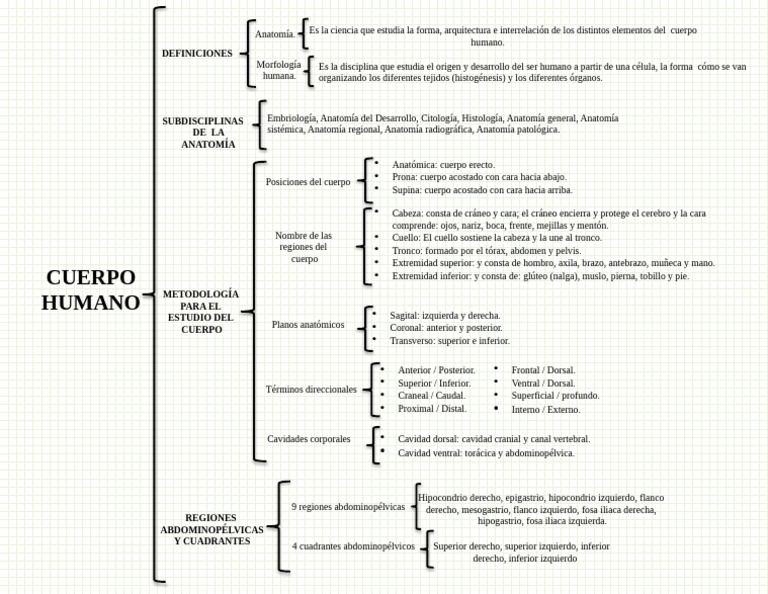 Cuadro Sinoptico Del Cuerpo Humano 2 | PDF | Términos anatómicos de ubicación | Anatomía humana
