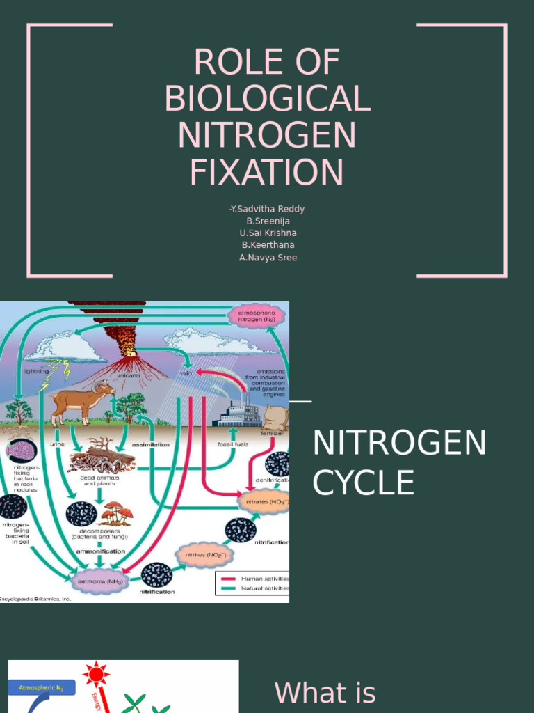 Biological Nitogen Fixation | PDF | Organisms | Biology