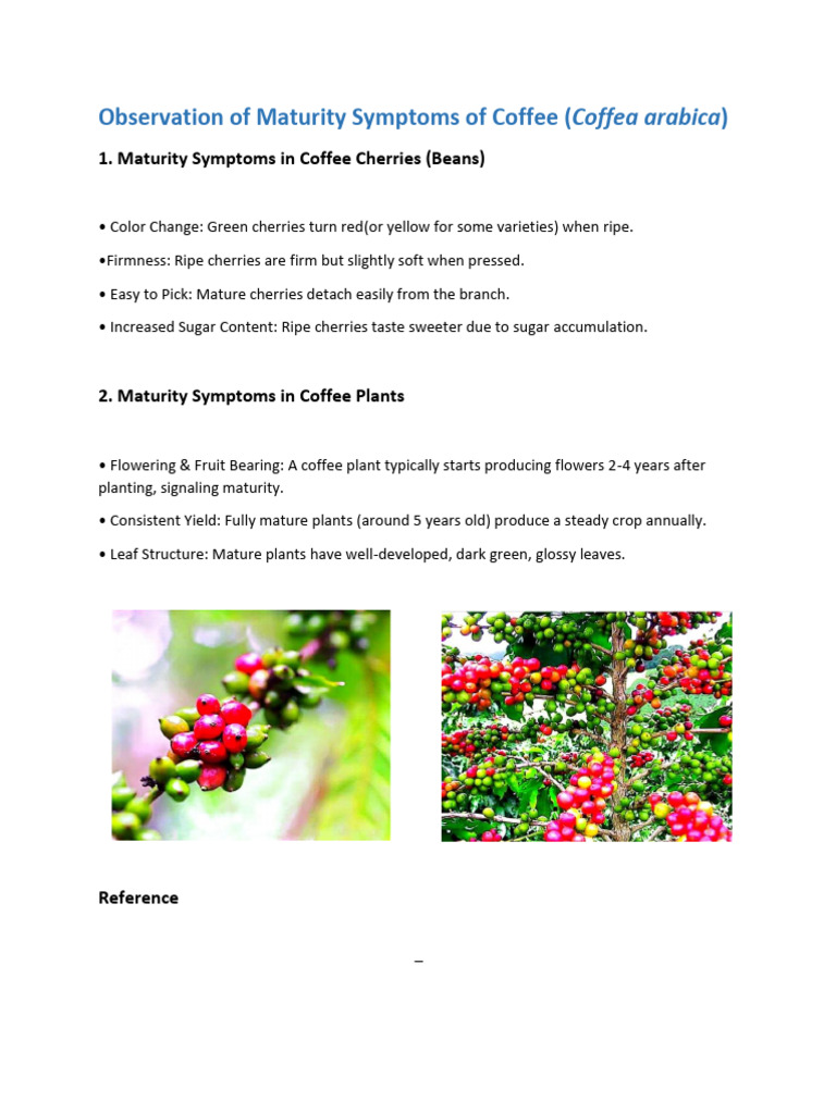 Coffee Maturity Symptoms Explained | PDF