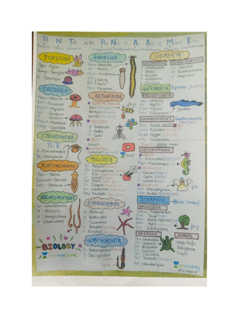 Animal Kingdom NCERT Examples-Phylums of Animal Kingdom-Class IX | PDF