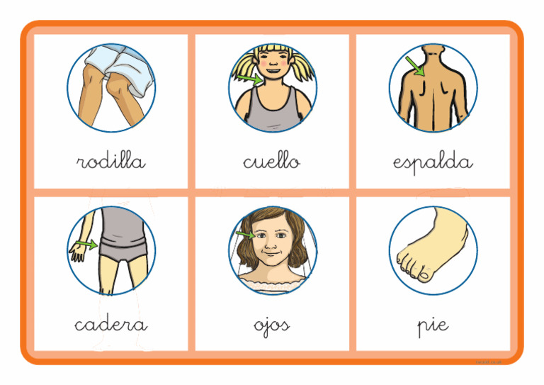Bingo Partes Del Cuerpo 2 | PDF