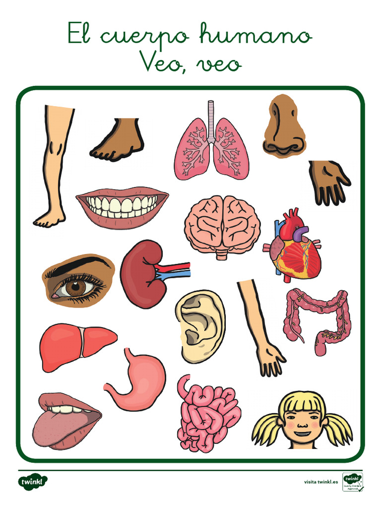 Veo Veo Las Partes Del Cuerpo | PDF
