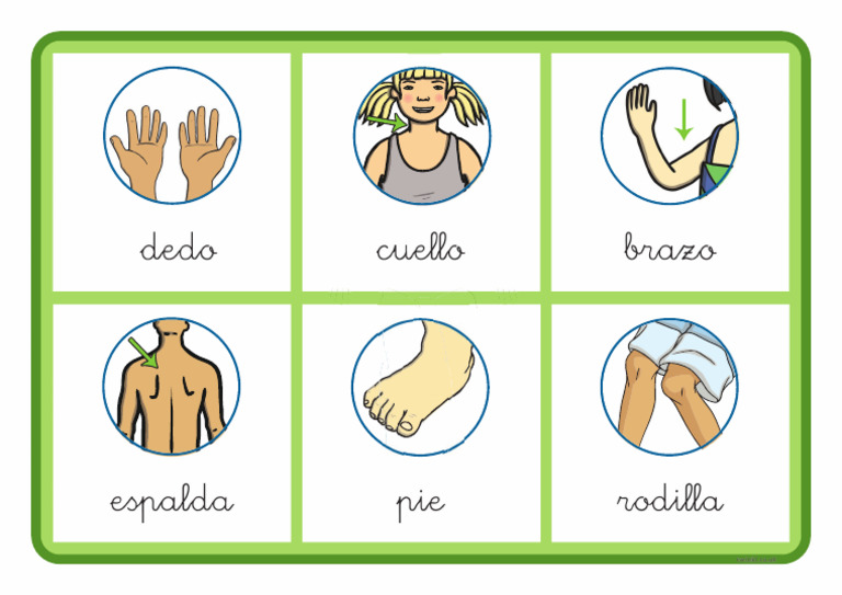 Bingo Partes Del Cuerpo 4 | PDF