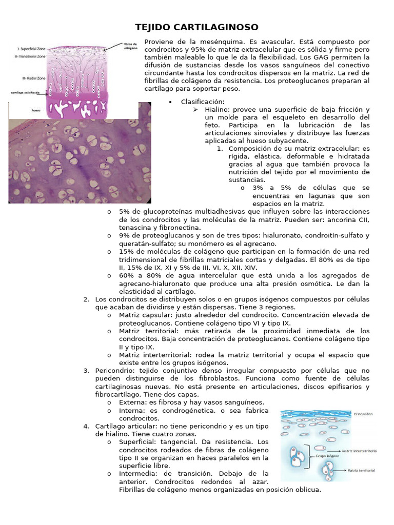 CARTILAGINOSO | PDF | Cartílago | Articulación