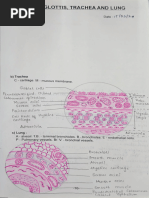 Serous vs Mucous Salivary Glands Comparison | PDF
