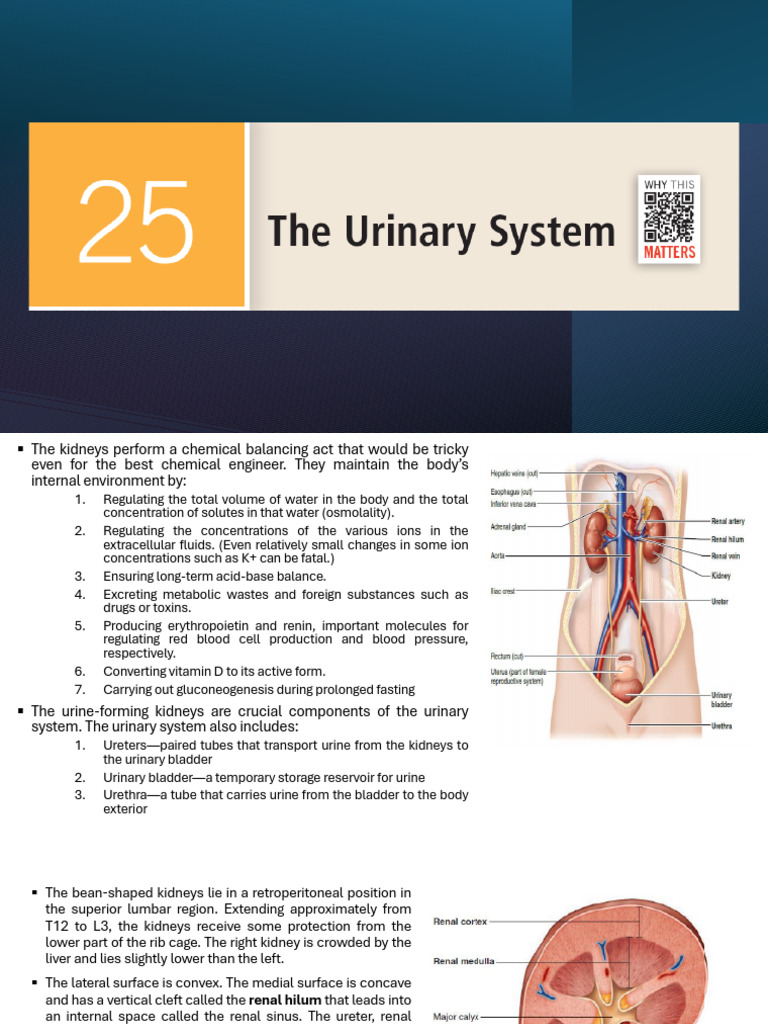 Urinary System II HAPP111 II First Semester, AY 2024-2025 II Handout II ...