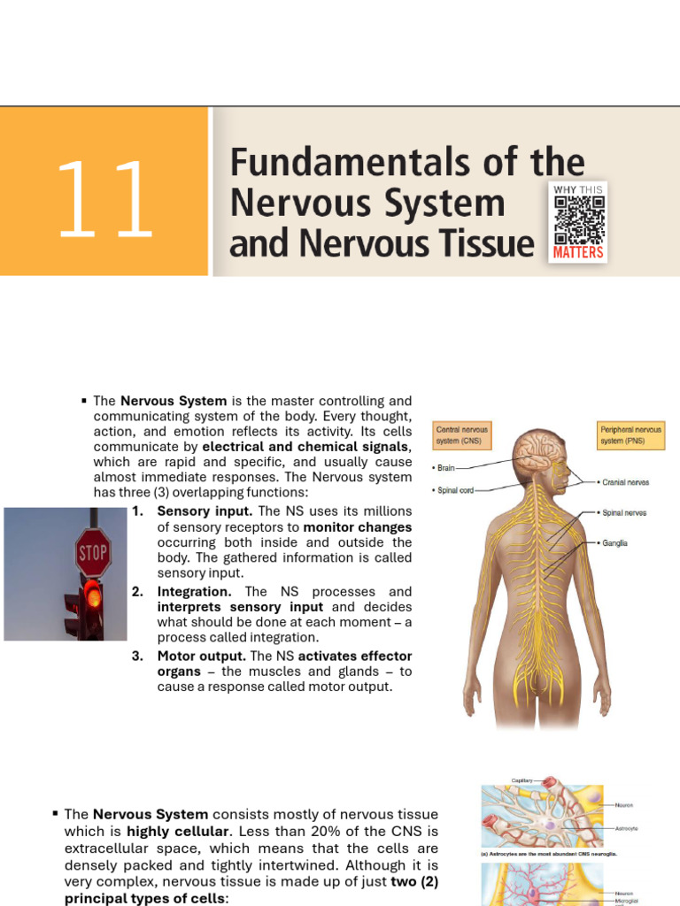 Nervous System II PPT II HAPP111 II Handout II | PDF | Axon | Cerebrum