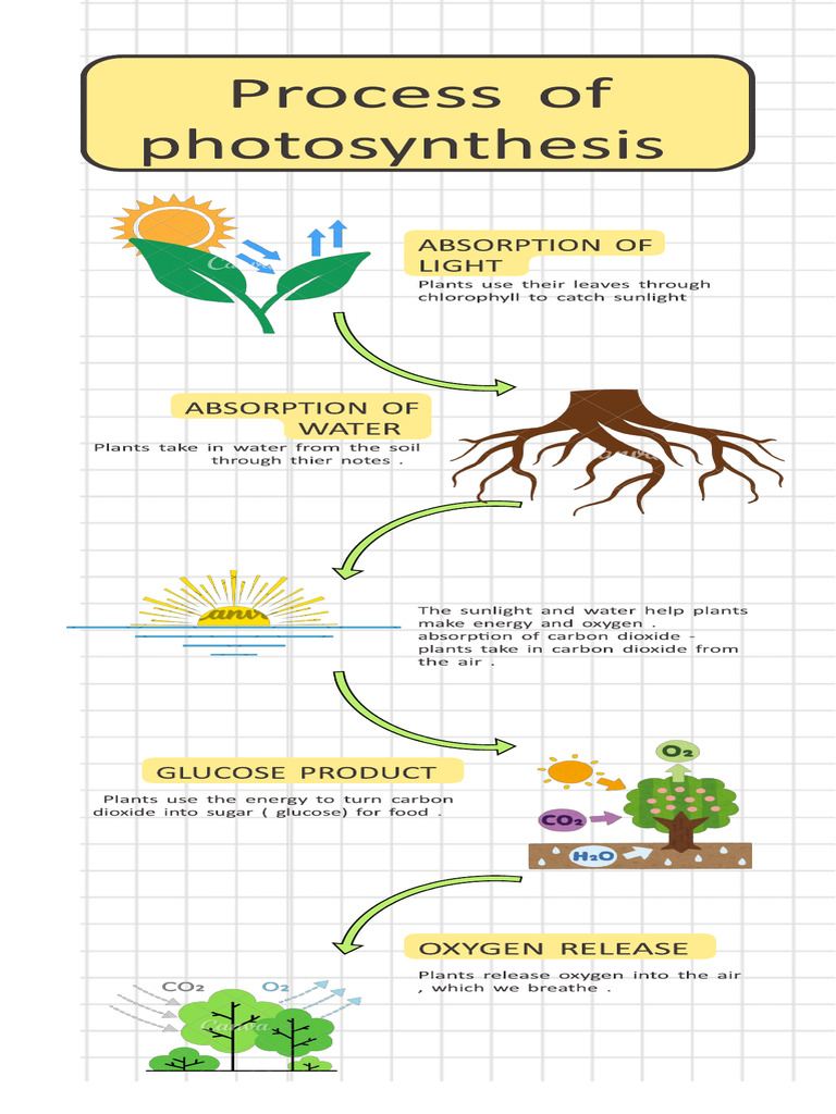 Process of Photosynthesis PDF | PDF