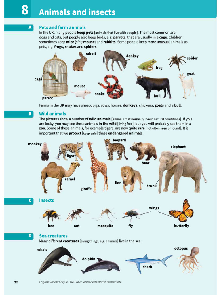 Animals and Insects | PDF