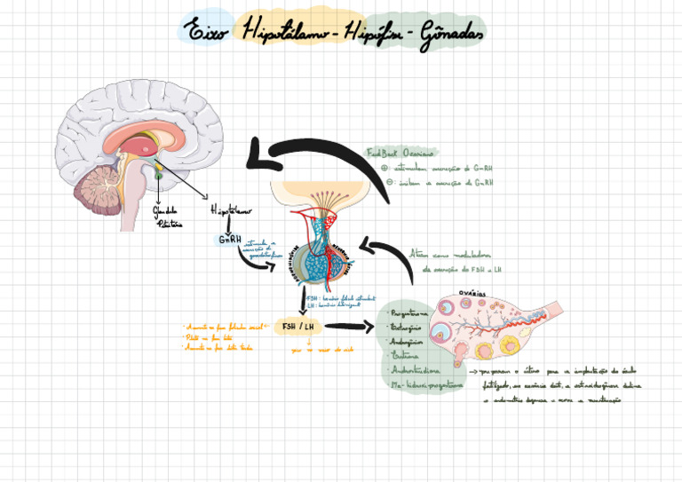 Eixo Hipotálamo Hipófise Gonada | PDF | Ciclo menstrual | Sistema ...