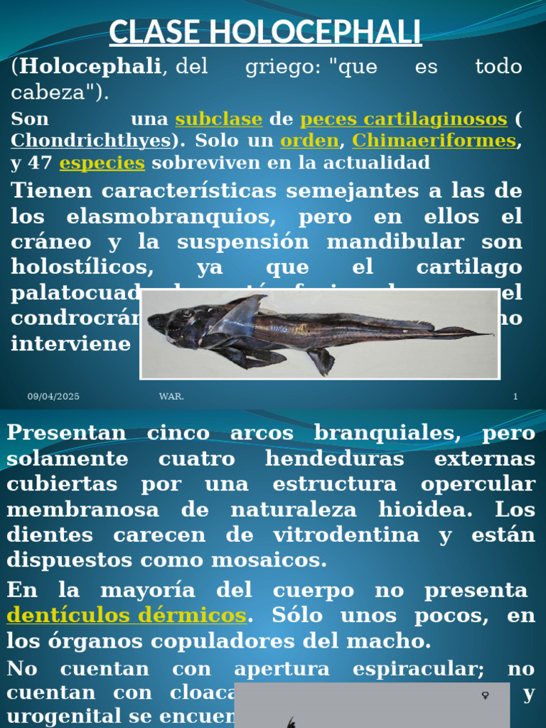 Clase Holocephali | PDF | Pescado