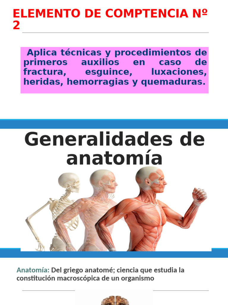 Anatomia Ec2 | PDF | Tórax | Abdomen