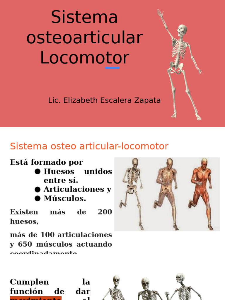 Sistema Osteoarticular | PDF | Articulación | Hueso