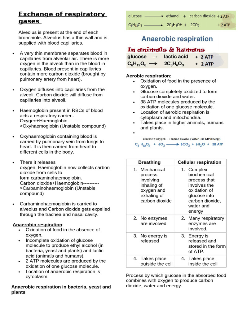 Respiratory & Digestive System | PDF | Digestion | Stomach