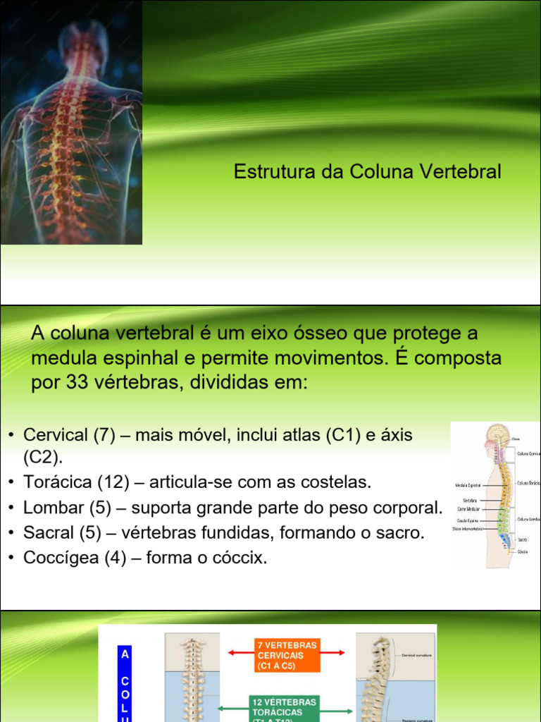 Estrutura Da Coluna Vertebral | PDF