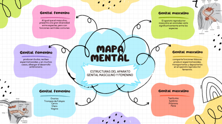 Mapamental Genitales | PDF
