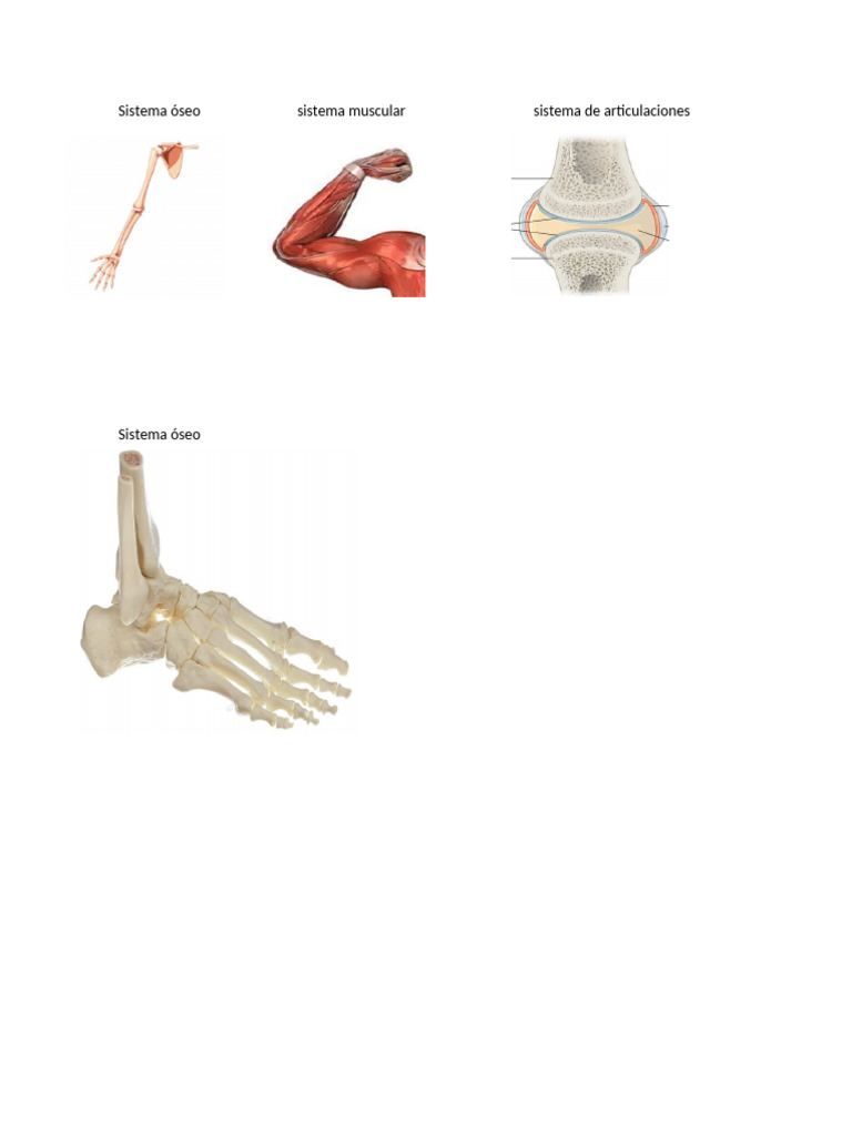 Sistema Óseo Sistema Muscular Sistema de Articulaciones | PDF