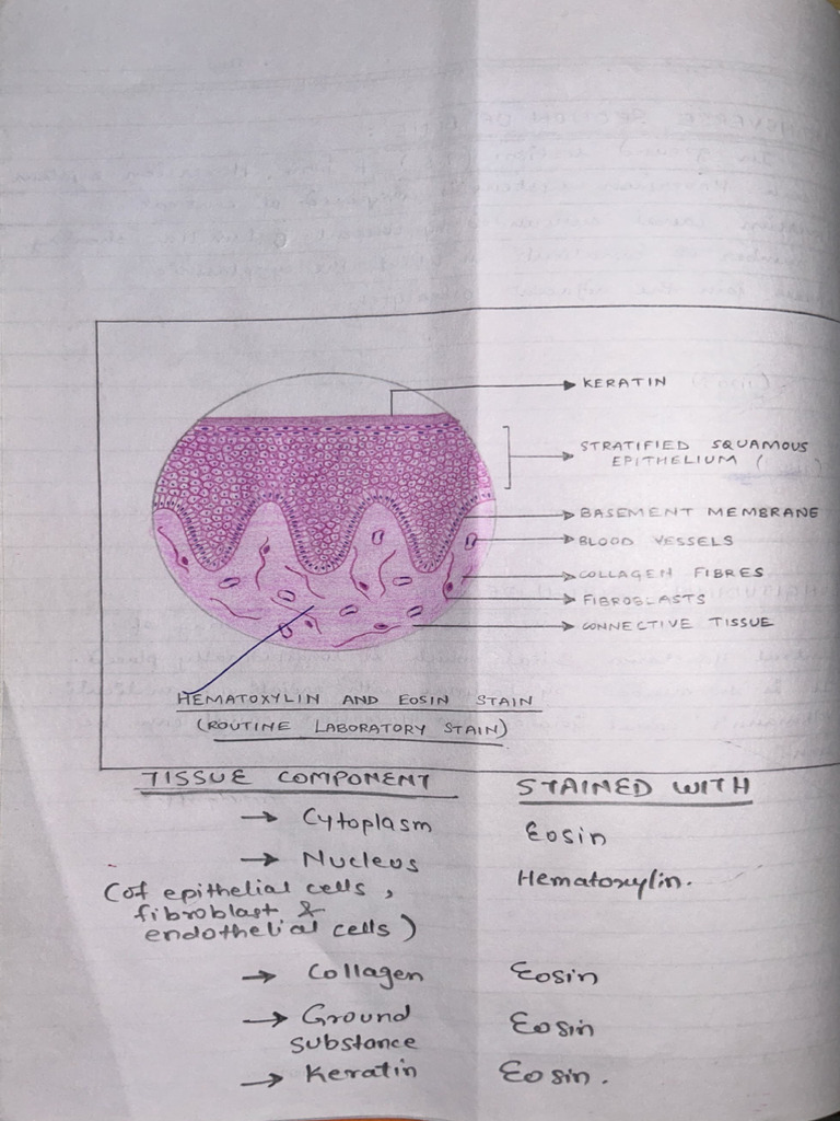 Study of Stains | PDF