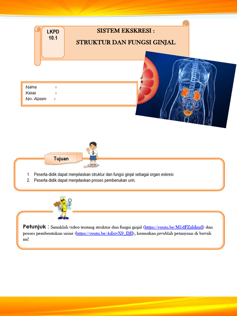 Tahapan Pembentukan Urine pada Ginjal | PDF