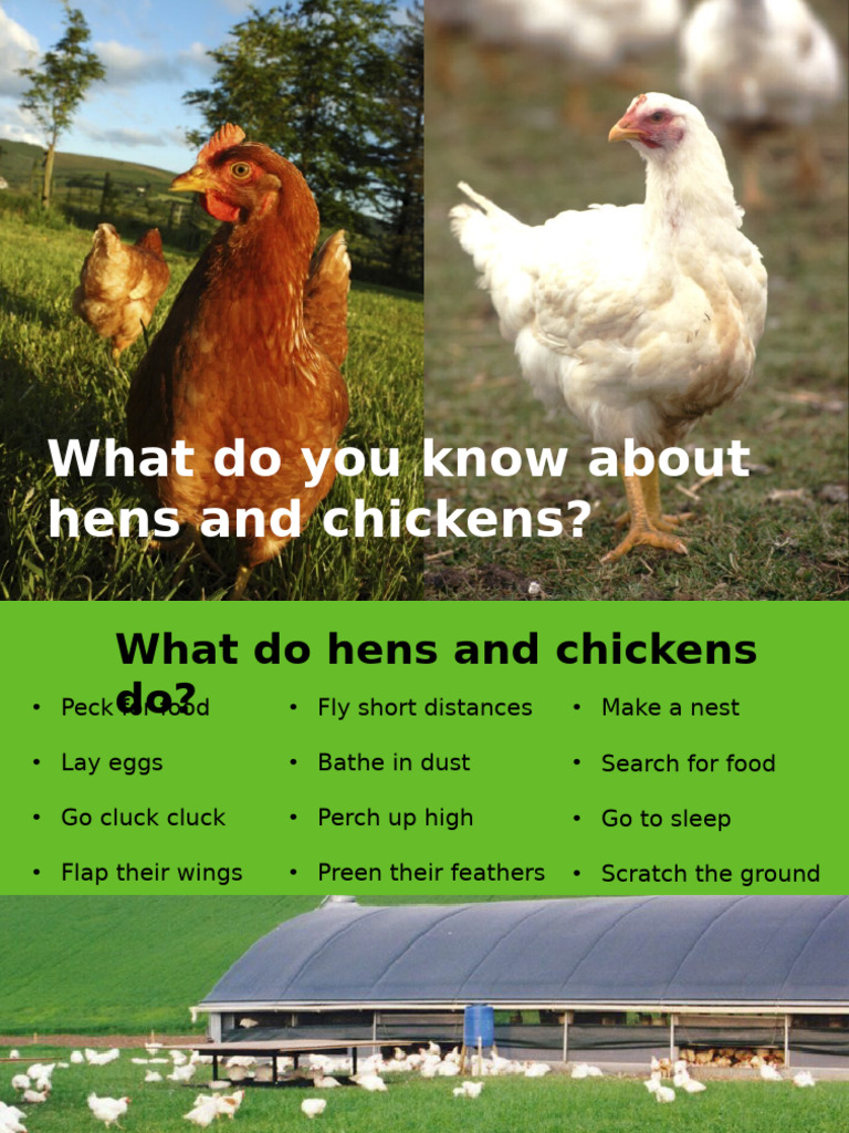 140017_ciwf-primary-powerpoint-hens-and-chickens-1 | PDF | Chicken | Livestock