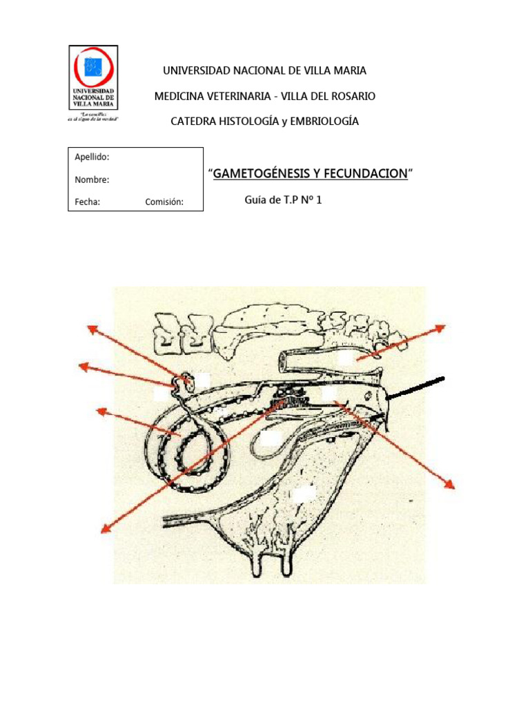 TP 1 Embrio Gametogenesis y Fecundación | PDF