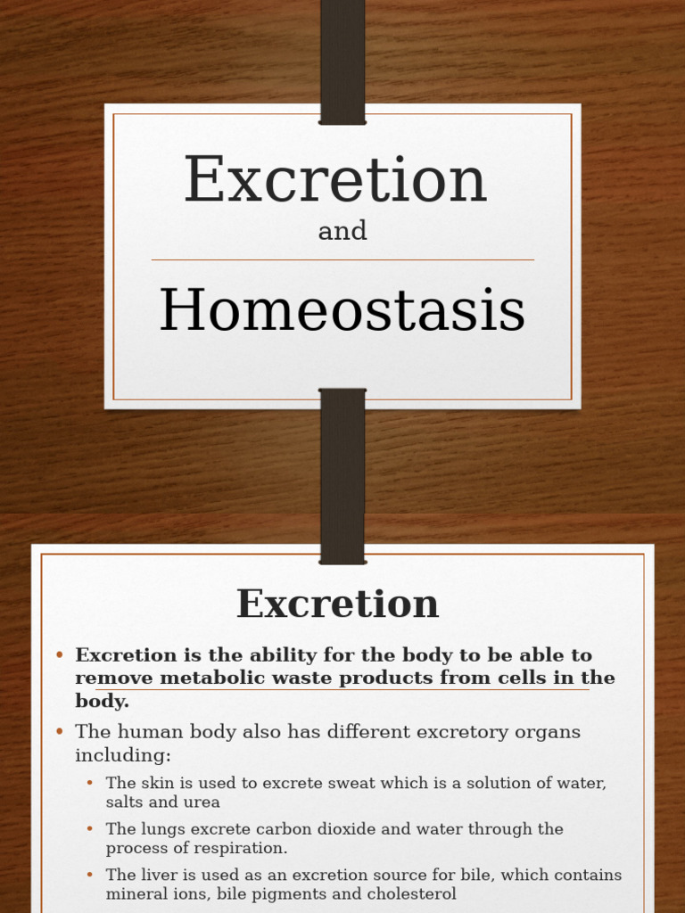 Excretion and Homeostasis | PDF | Skin | Kidney