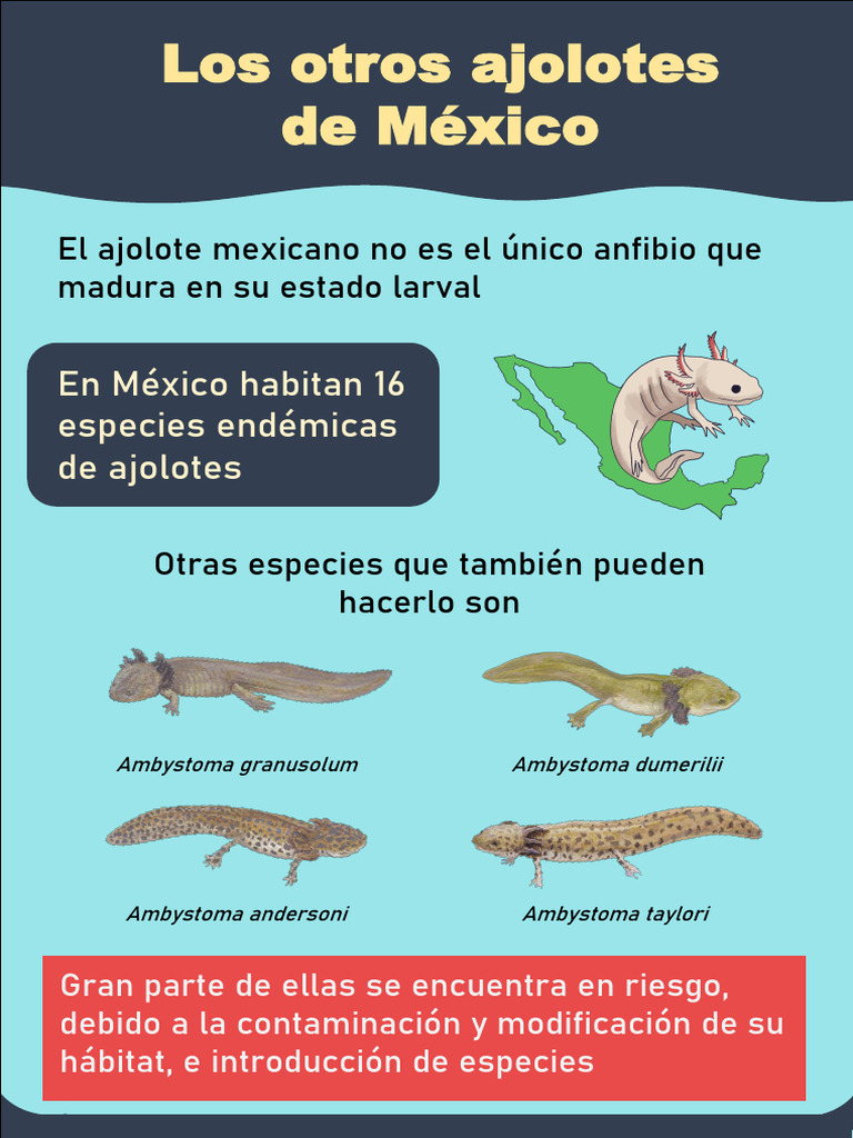 Infografia ajolotes con neotenia en México | PDF