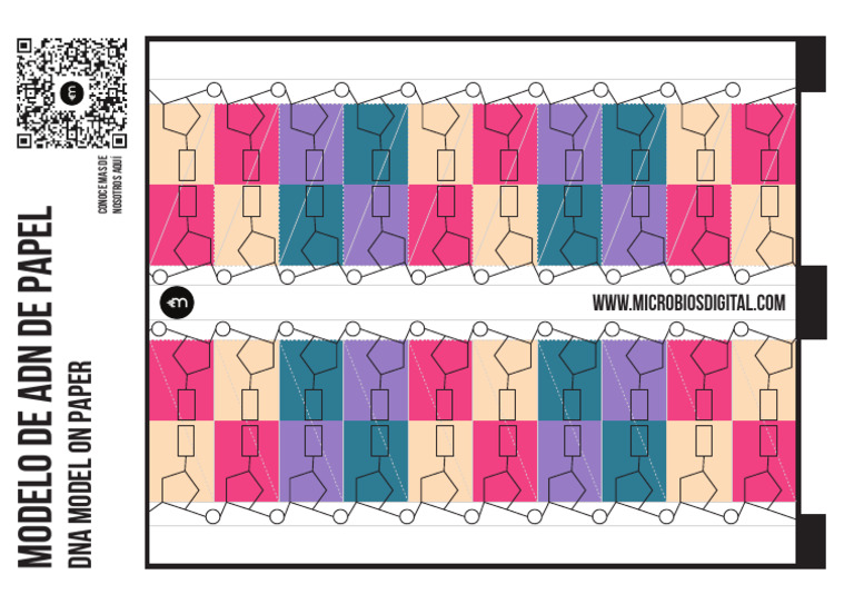 Dna Paper Model | PDF