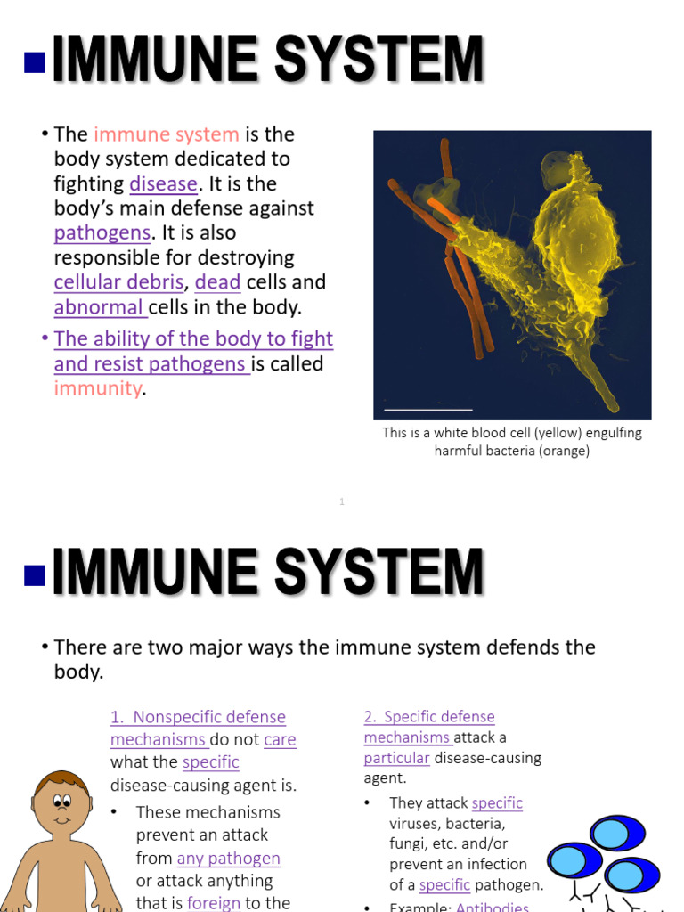 Understanding the Immune System Basics | PDF | Lymphatic System ...