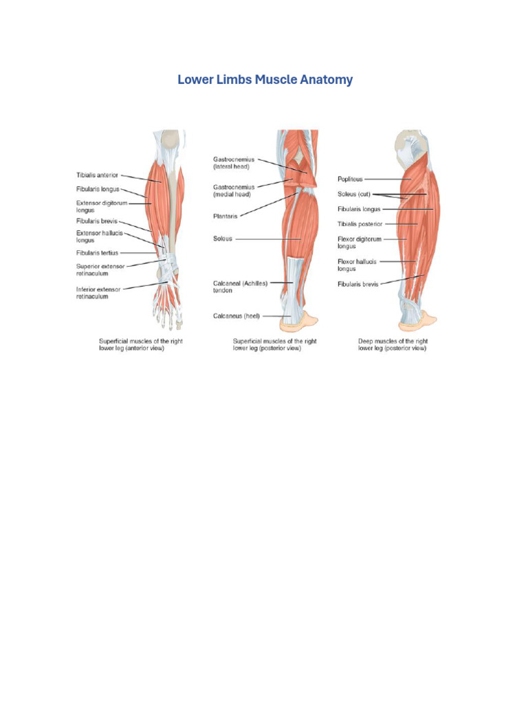 Lower Limbs Muscle Anatomy | PDF