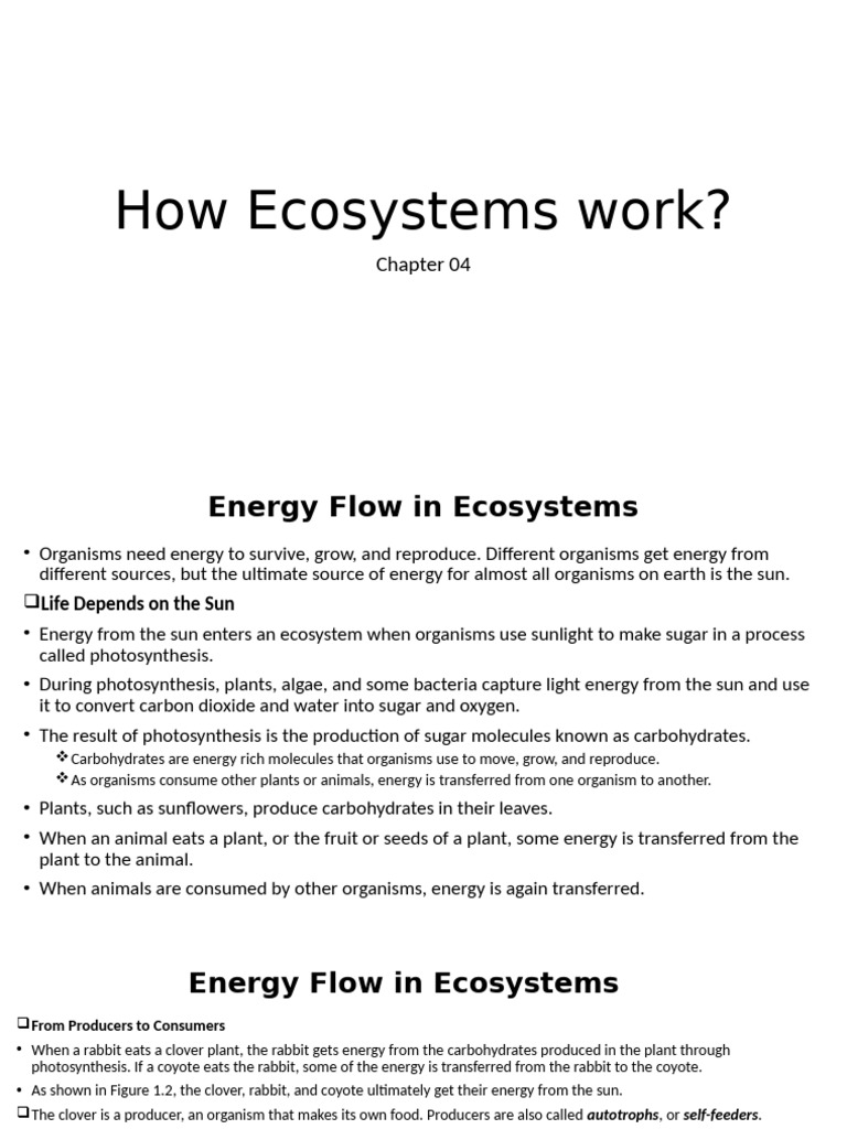 Energy Flow in Ecosystems Explained | PDF | Carbon Dioxide | Carbon