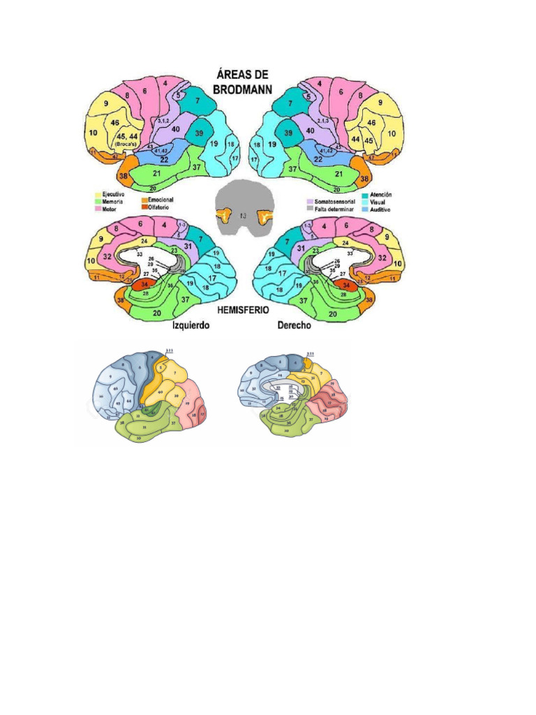 Áreas de Brodmann | PDF