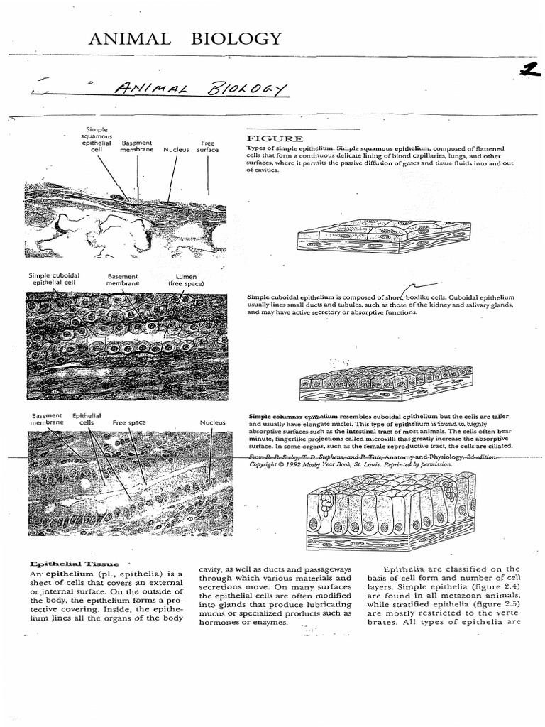Animal Biology | PDF | Epithelium | Connective Tissue