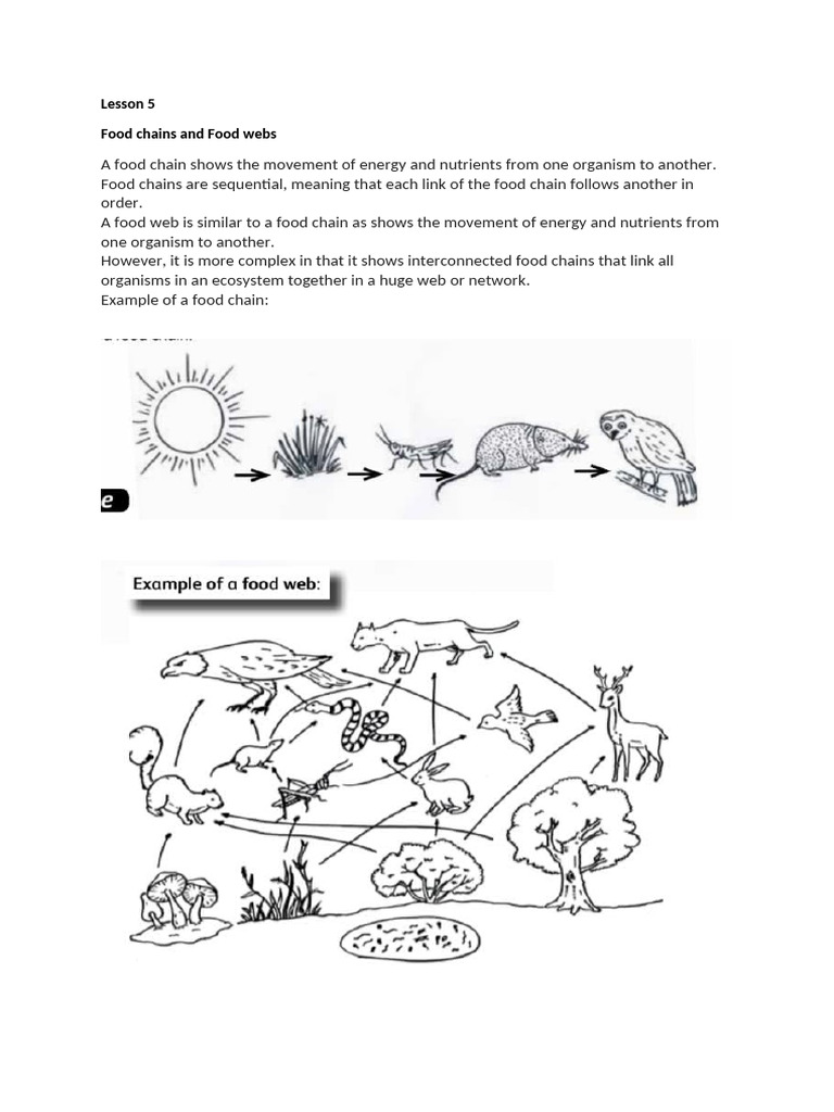 Lesson 5 Food Chain and Food Web | PDF | Foods | Plants