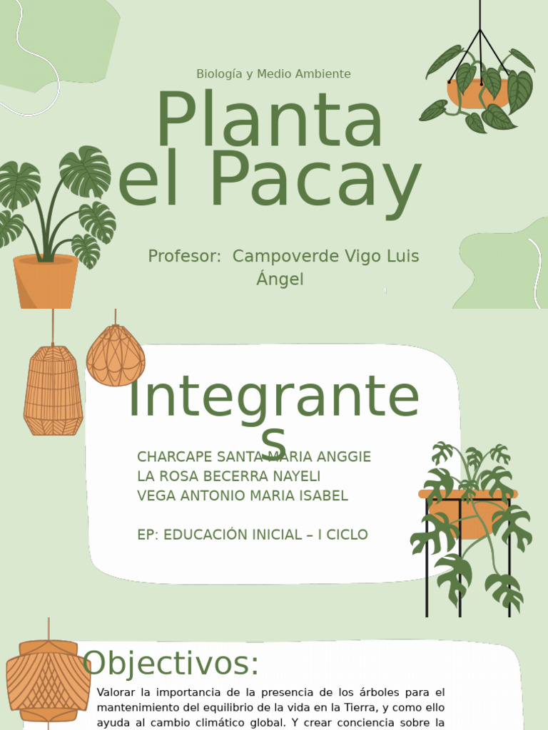 Cultivo y cuidado del pacay | PDF | Fertilizante | Suelo