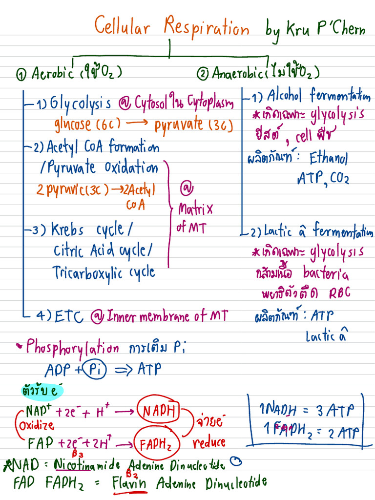 Cellular Respiration | PDF