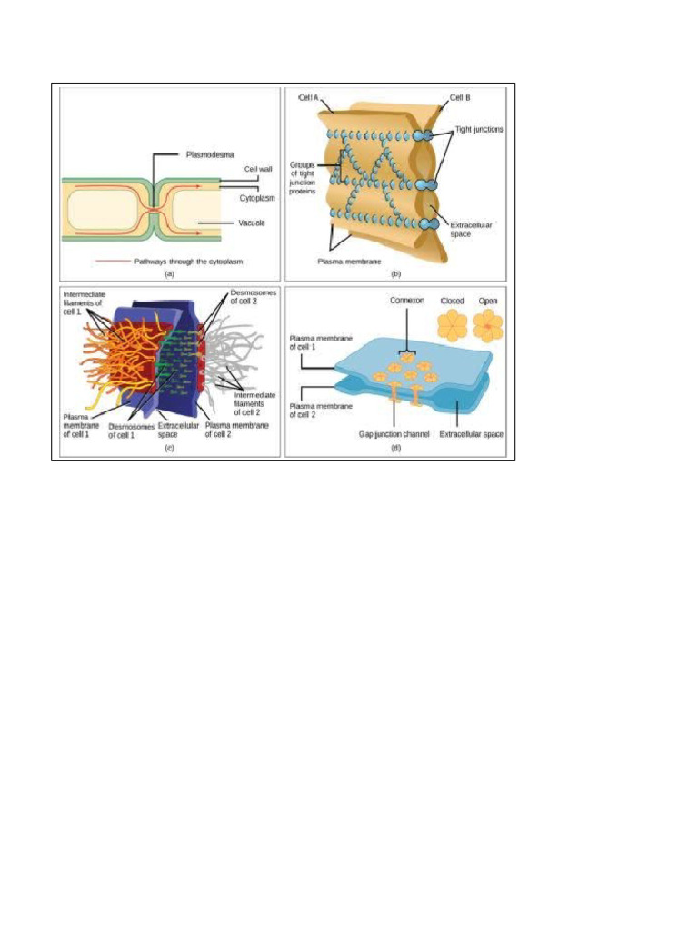 Cell Junctions | PDF