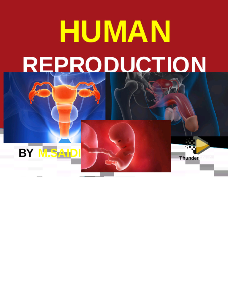 Human Reproduction Study Guide | PDF | Menstrual Cycle | Ovary