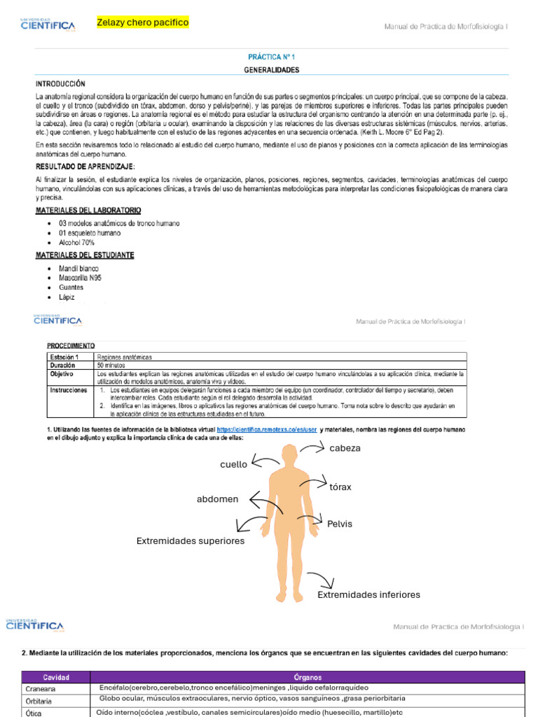 Morfo Practica | PDF