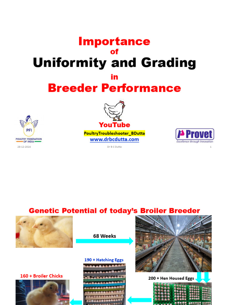 Importance Uniformity in Breeder Performance | PDF | Broiler | Birds