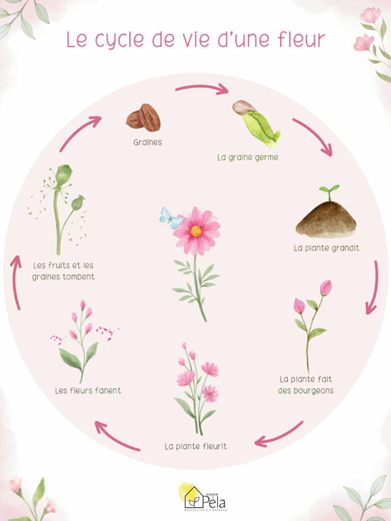 Le Cycle de Vie D Une Fleur - Affiche - Printemps | PDF