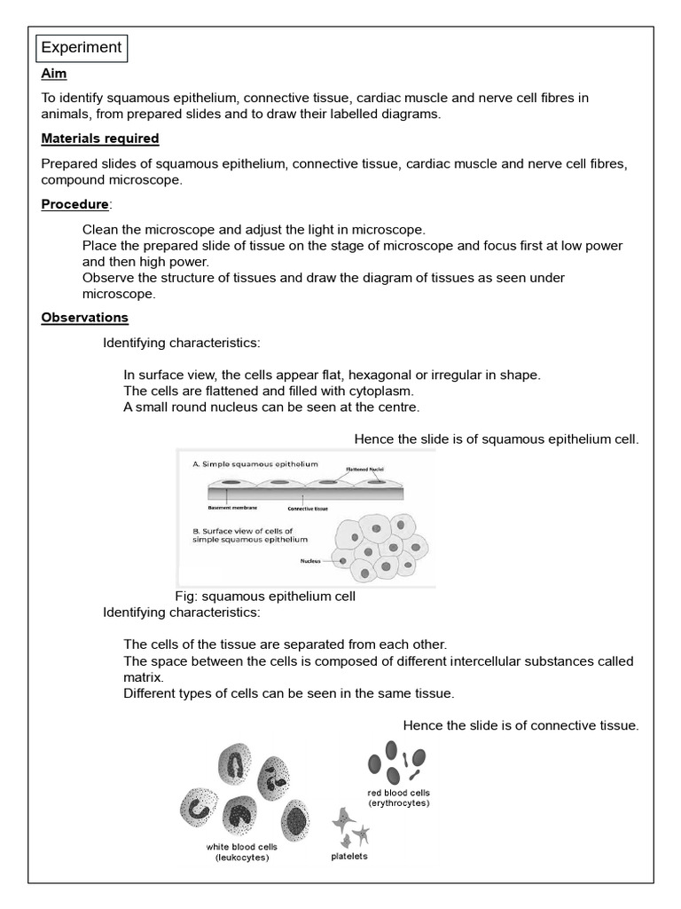 Class 9 Biology Practical | PDF | Tissue (Biology) | Epithelium