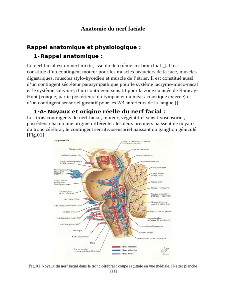 Anatomie du nerf facial : structure et fonctions | PDF | Anatomie ...