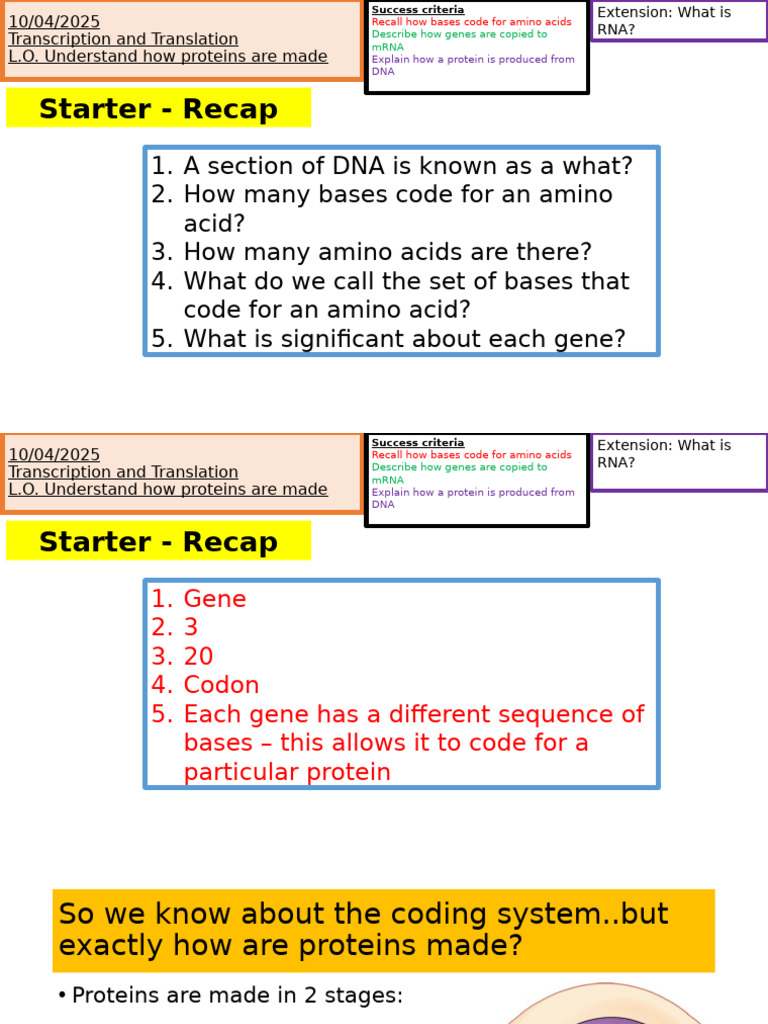 Protein Synthesis: Transcription & Translation | PDF | Translation ...
