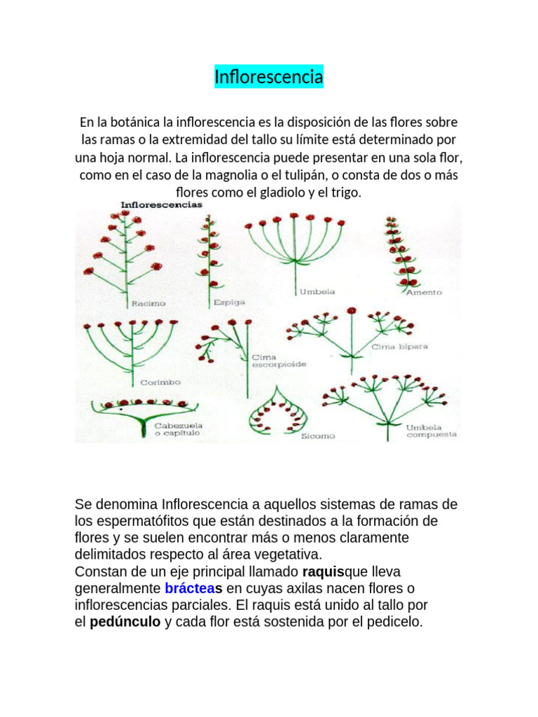 Tipos y Clasificación de Inflorescencias | PDF | Flores | Botánica