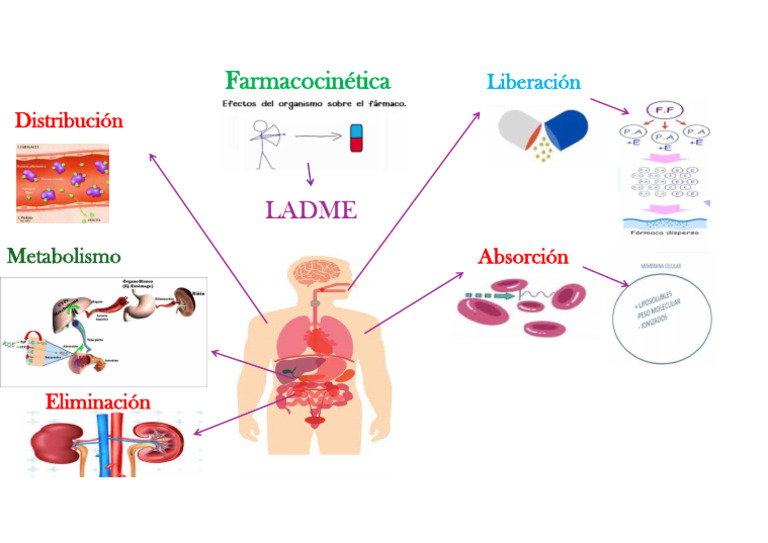 Farmacocinética: LADME Explicado | PDF