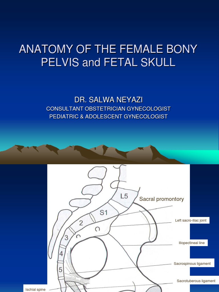 Anatomy of The Female Bony Pelvis and Fetal | PDF