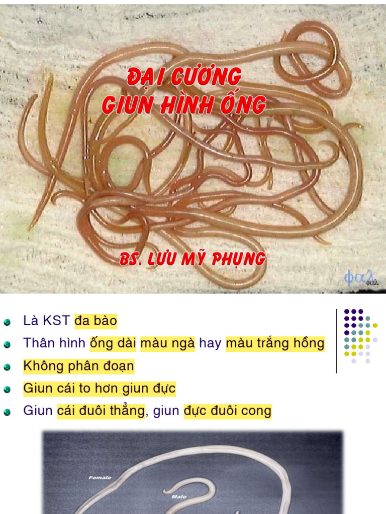 Giun Dua 2025 1 | PDF