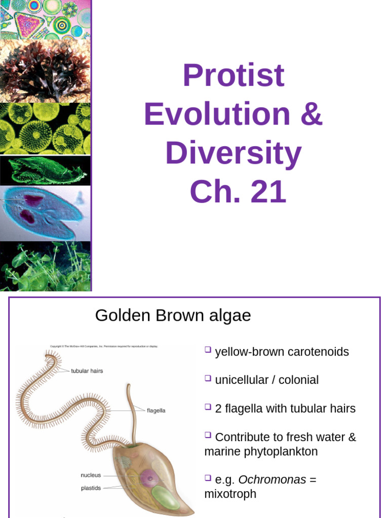 Lecture 16 - Evolution and Diversity of Protists - CH - 21 | PDF ...