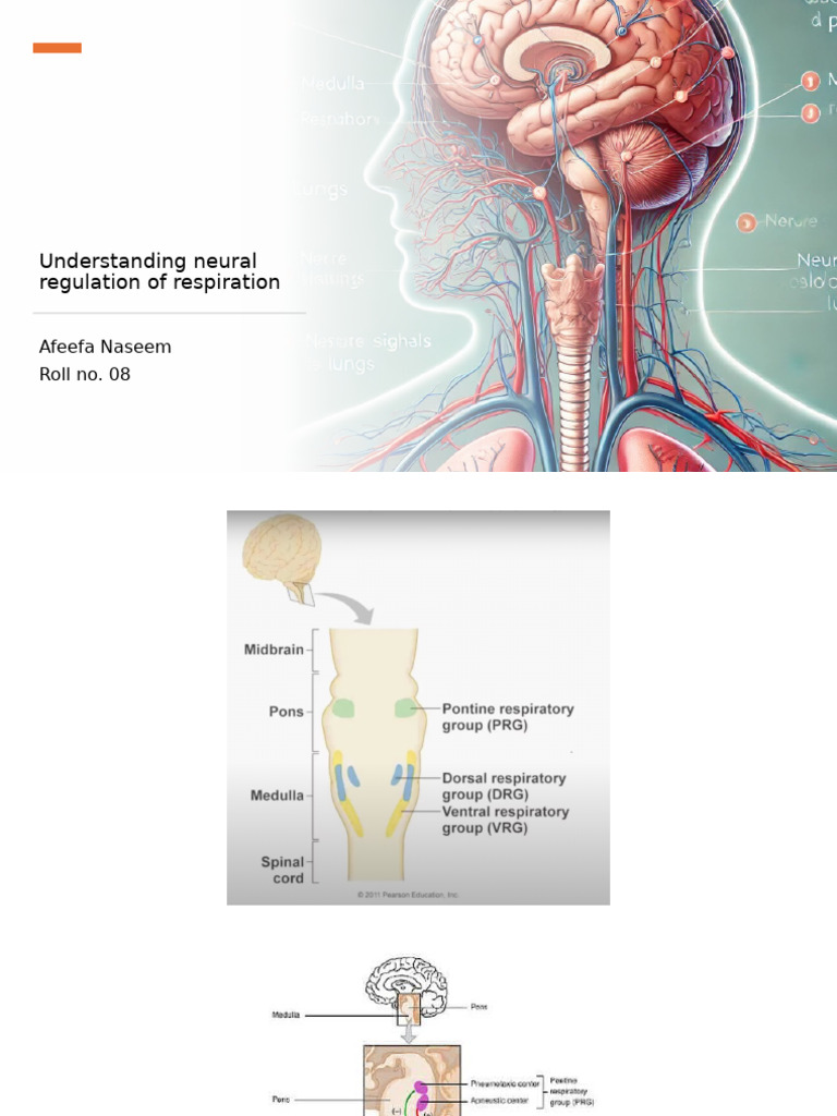 Nueral Regulation of Respiration | PDF